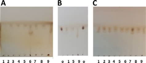 Synthetic β D Glucuronides Substrates For Exploring Glucuronide