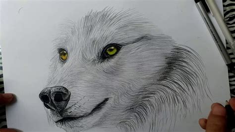 Lobo Dibujo Realista A Lapiz Wolf Realistic Pencil Drawing Hd Porn