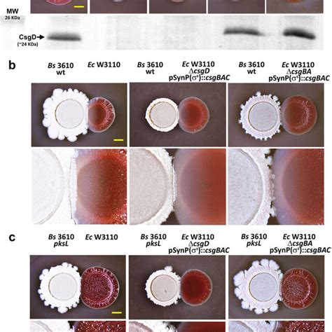 Bacillaene Inhibits Csga Amyloidogenesis In Vitro A B Bacillaene