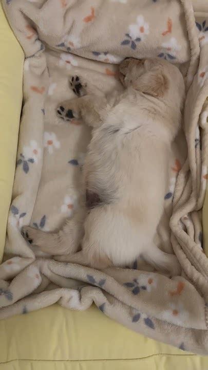 애기때 모습 🐕🐕골든리트리버 강아지 Youtube