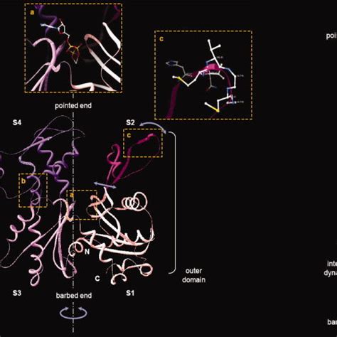 Overview Of The Structure And Conformational Dynamics Of Actin Monomer