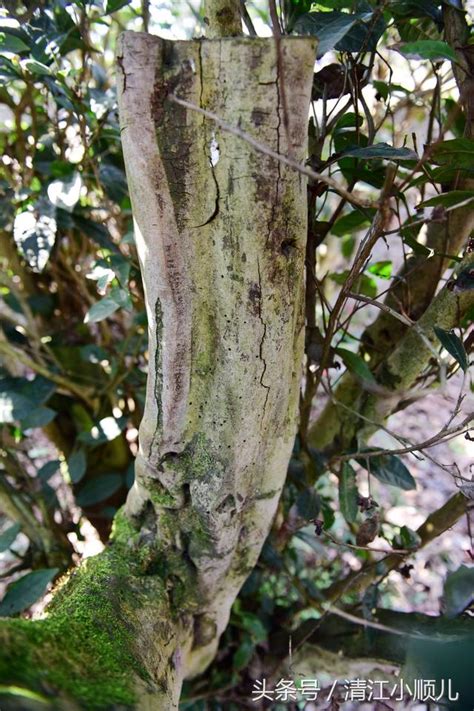 農村1200年古茶樹被發現被稱為茶樹王中王 每日頭條