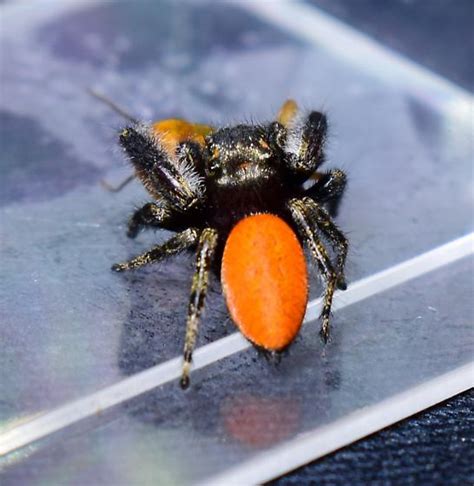 Jumper Id Phidippus Bugguidenet