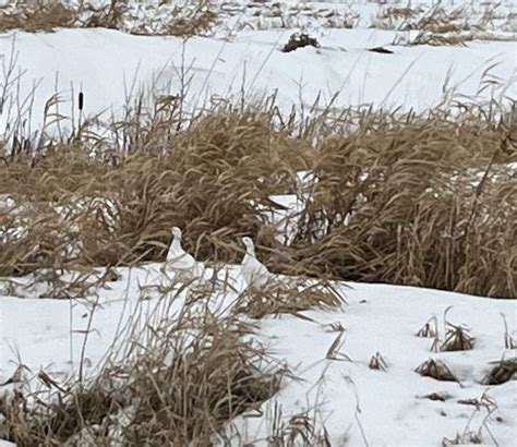 La Perdrix Blanche Les Chasseurs Pêcheurs Du Québec Pêche Qc