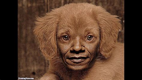 تفسير الاحلام الكلاب و الجن فى المنام Youtube