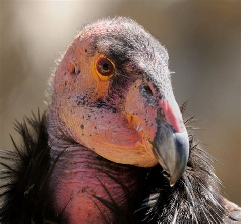 California Condor