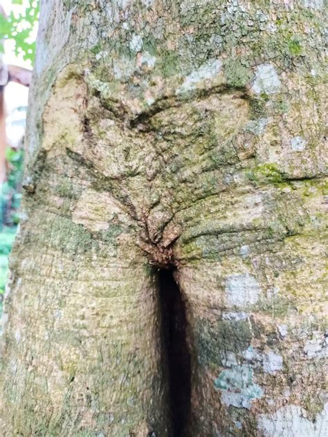 Tree Trunk Similar To Human Groin Or Thigh Stock Photo Image Of Geology Autumn
