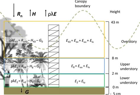 Canopy Layer Diagram