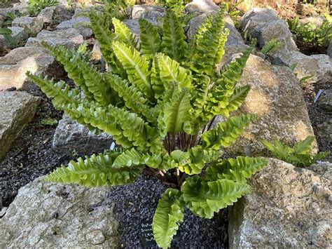 Pin On Asplenium Scolopendrium Cultivars Cactus Plants Plants Garden