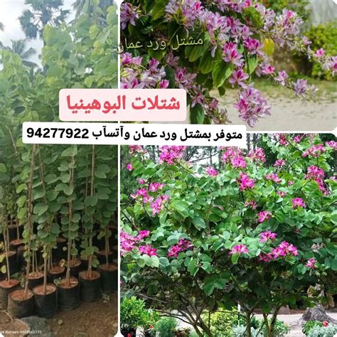 ‏شتلات شجرة بوهينيا🌳 من الاشجار دائمة الخضرة وتتحمل الحرارة والجفاف