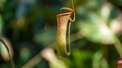 How To Plant Persimmon Seeds Pro Growing Tips Homes And Gardens
