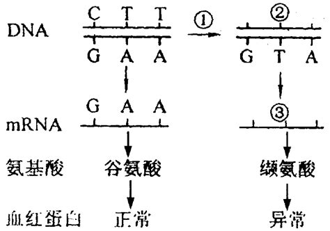 根据图示分析人类镰刀型细胞贫血症的病因 并回答 1 请给予图中①②③以特定的含义 ① ② ③ 2 患镰刀型青夏教育精英