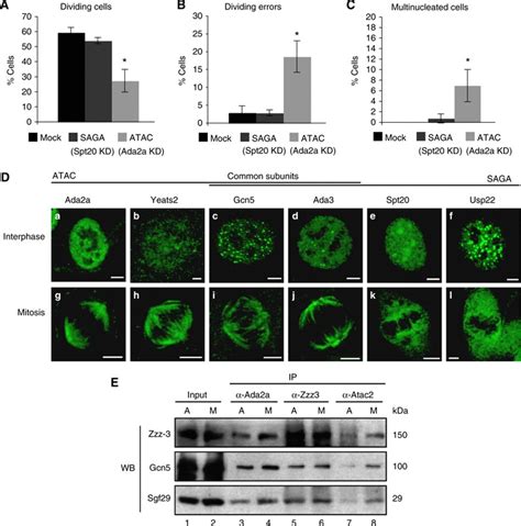 Identification Of Atac As A Potential Mitotic Regulator Ac Cell