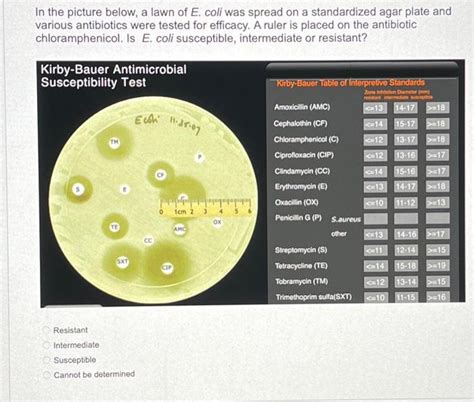 Solved In The Picture Below A Lawn Of E Coli Was Spread On