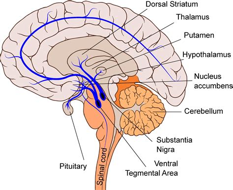 Pitt Medical Neuroscience Monoamines
