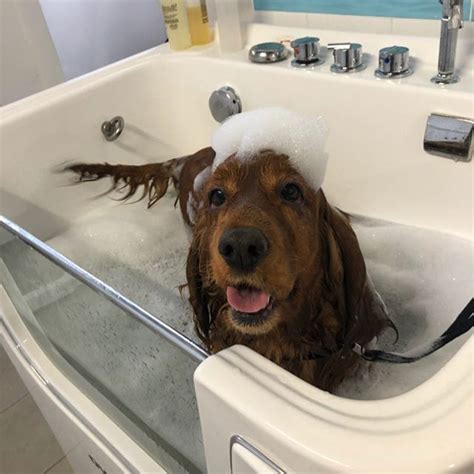 14 Amazing Facts About Cocker Spaniels You Did Not Know Artofit