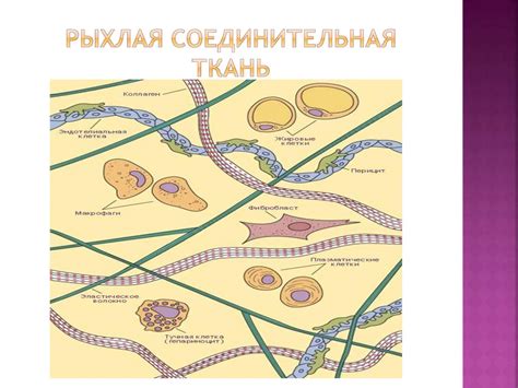 Морфофункциональная характеристика соединительных тканей презентация