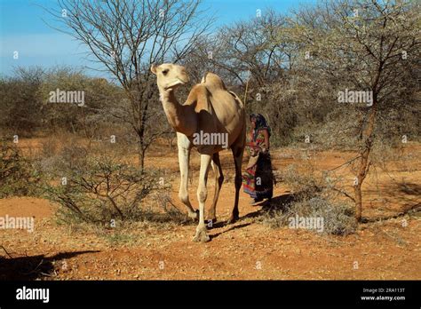 Girl Borana Tribe Driving Dromedary Southern Ethiopia One Humped Camel Camelus Dromedarius
