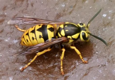 21 Dangerous Bugs In Oregon With Pictures And Identification