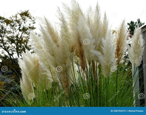 Also Known As Pampas Grass Or Pampas Dicotyledon Is A Sturdy Perennial
