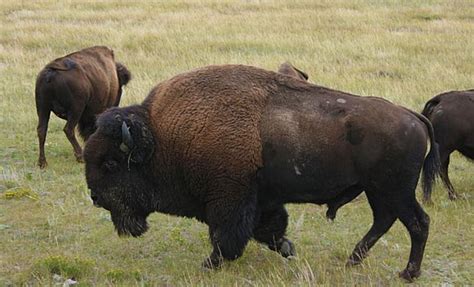 Difference Between Buffalo And Bison North American Bison In Wyoming
