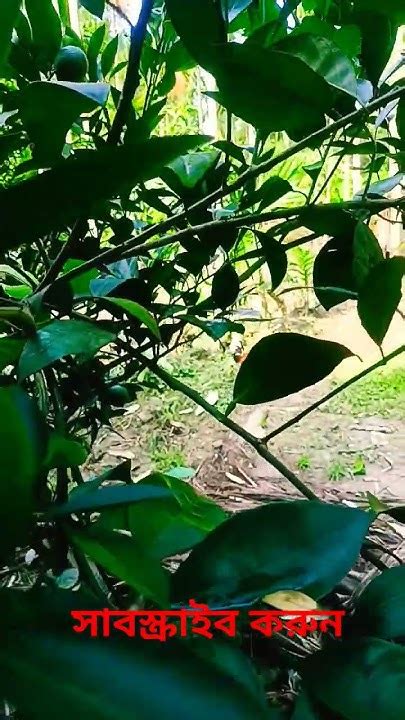 আমাদের ফরজ নামাজের যদি কোন ঘাটতি হয় Youtube