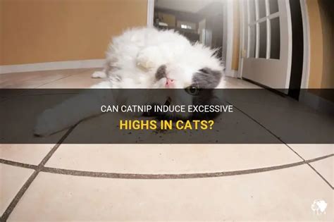 Can Catnip Induce Excessive Highs In Cats PetShun