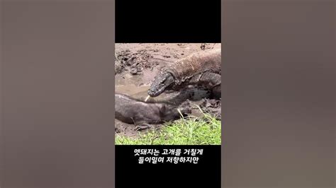 코모도왕도마뱀이 멧돼지를 산 채로 잡아먹는 영상 Youtube