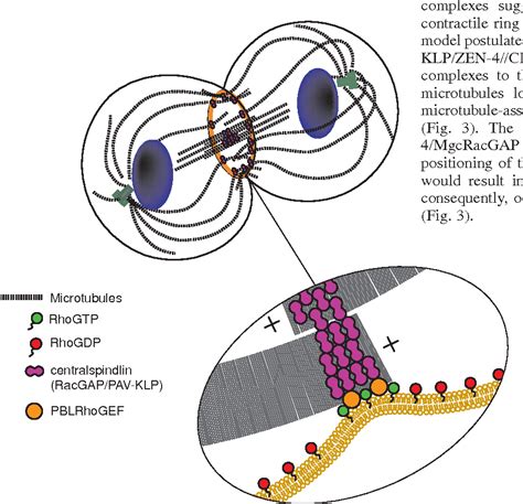Animal Cell Reproduction