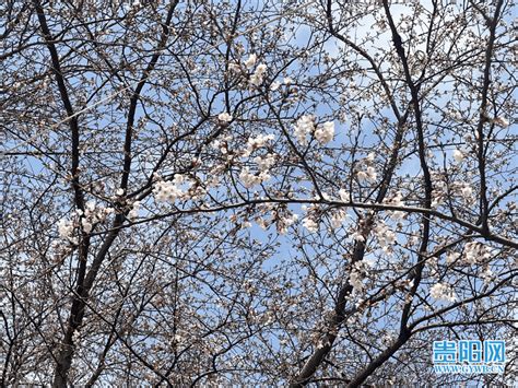 贵安樱花园14日开启始花期！建议错峰入园赏樱游客品种区域