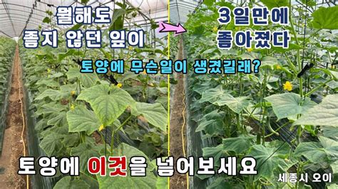 잎색이 좋지 않고 생육이 부진할 때 토양에 이것을 넣어보세요 Youtube
