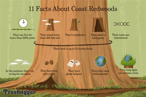 11 Facts About Coast Redwoods The Tallest Trees In The World
