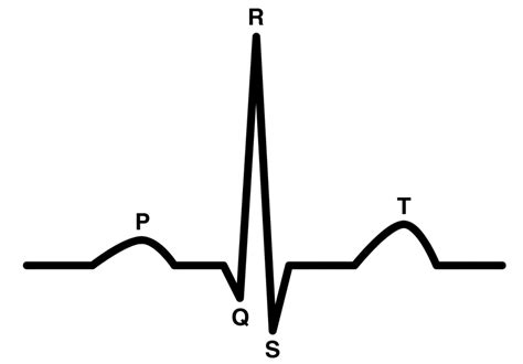 The Normal ECG The Babe Physiologist