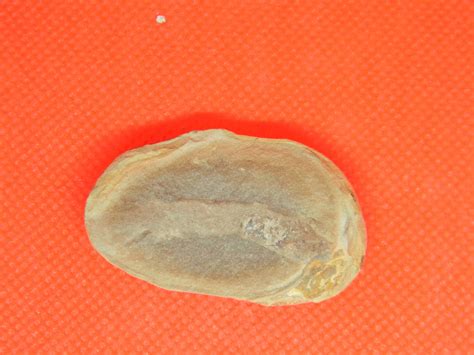 Fossil Specimen Annelids Jurassic James
