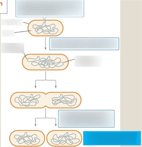 Genetics Exam 1 Figure 25 Binary Fission Diagram Quizlet