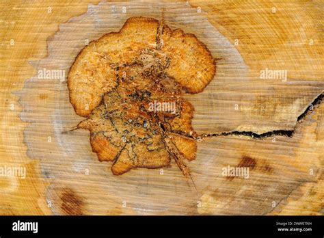 Detailed View Of Concentric Tree Rings With A Central Crack On A Freshly Cut Log Section Stock
