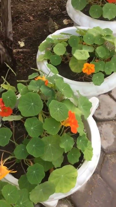 منظر جميل مع نبات ابو خنجر Youtube