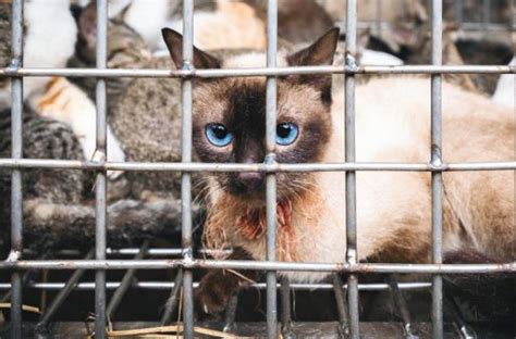 တိုင်းရင်းဆေးအတွက် ရည်ရွယ်ထားတဲ့ ကြောင်အသေ အကောင်ရေ ၂ဝဝဝ လောက်ကို ဗီယက