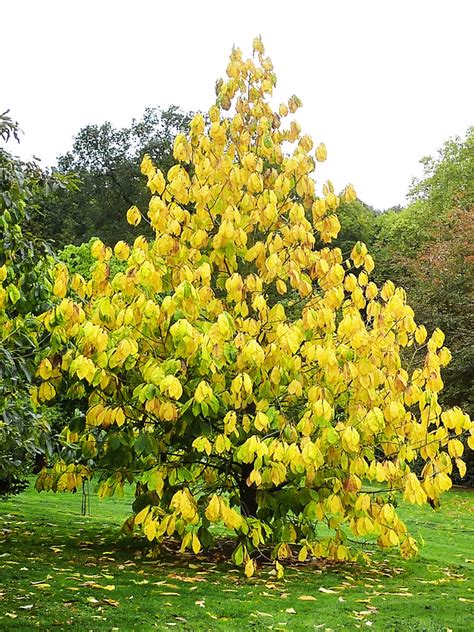 Paw Paw Trees Seedling