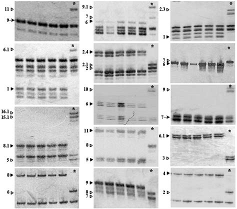 Interspecific Polymorphic Microsatellite Markers For P Ginseng And P
