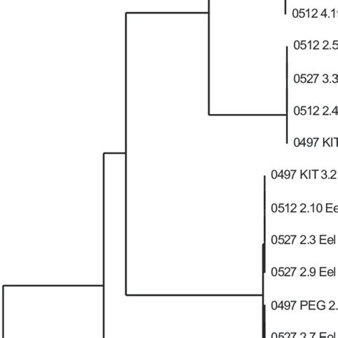 Phylogeny Estimated By The Neighbour Joining Algorithm For Eight Download Scientific Diagram
