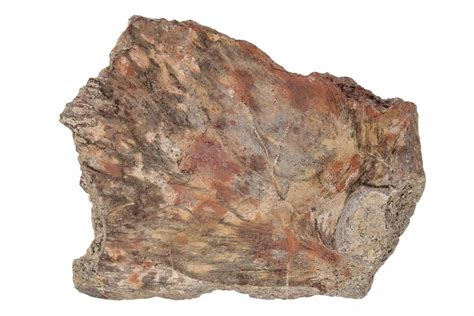 19 Permian Eryops Fossil Scapula Bone Texas 218719 For Sale