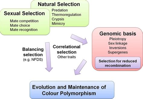 Sexual Selection And Genetic Colour Polymorphisms In Animals Wellenreuther 2014 Molecular Sexual Selection And Genetic Colour Polymorphisms In Animals Wellenreuther 2014 Molecular