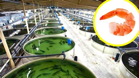 This American Indoor Shrimp Farm Sells 2 Million Shrimp Every Year