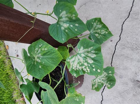 Whats Wrong With My Cucmber R Gardening