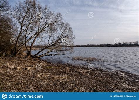 Large Naked Tree Trunks In Spring Park Stock Photo Image Of Weather River