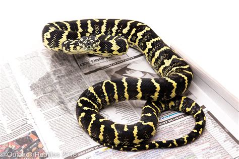 1 0 Jungle Python Outback Reptiles