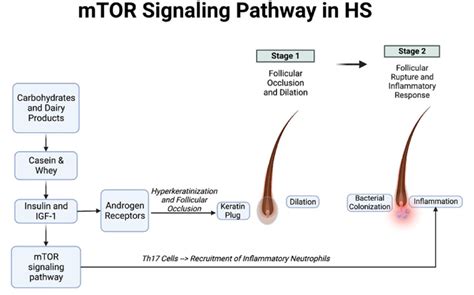 Mechanistic Target Of Rapamycin MTOR Signaling In Hidradenitis