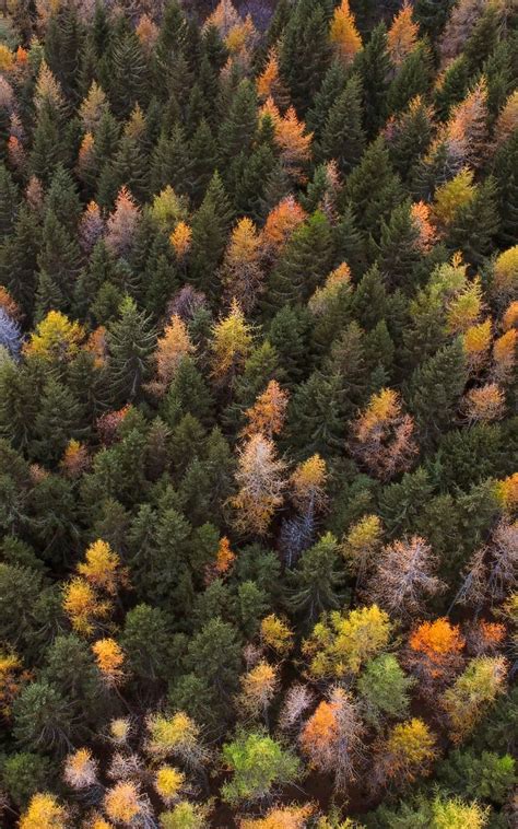 🔥 30 Aerial Forest Wallpapers Wallpapersafari
