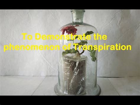 Transpiration Experiment